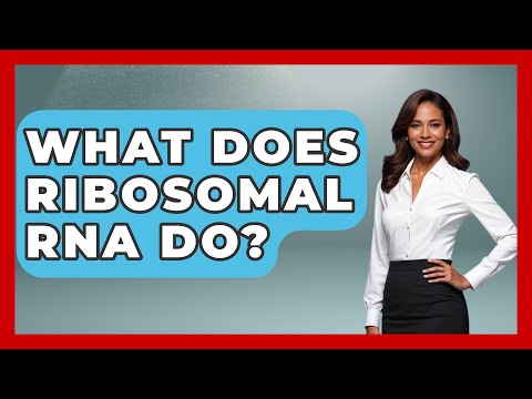What Does Ribosomal RNA Do? - Biology For Everyone
