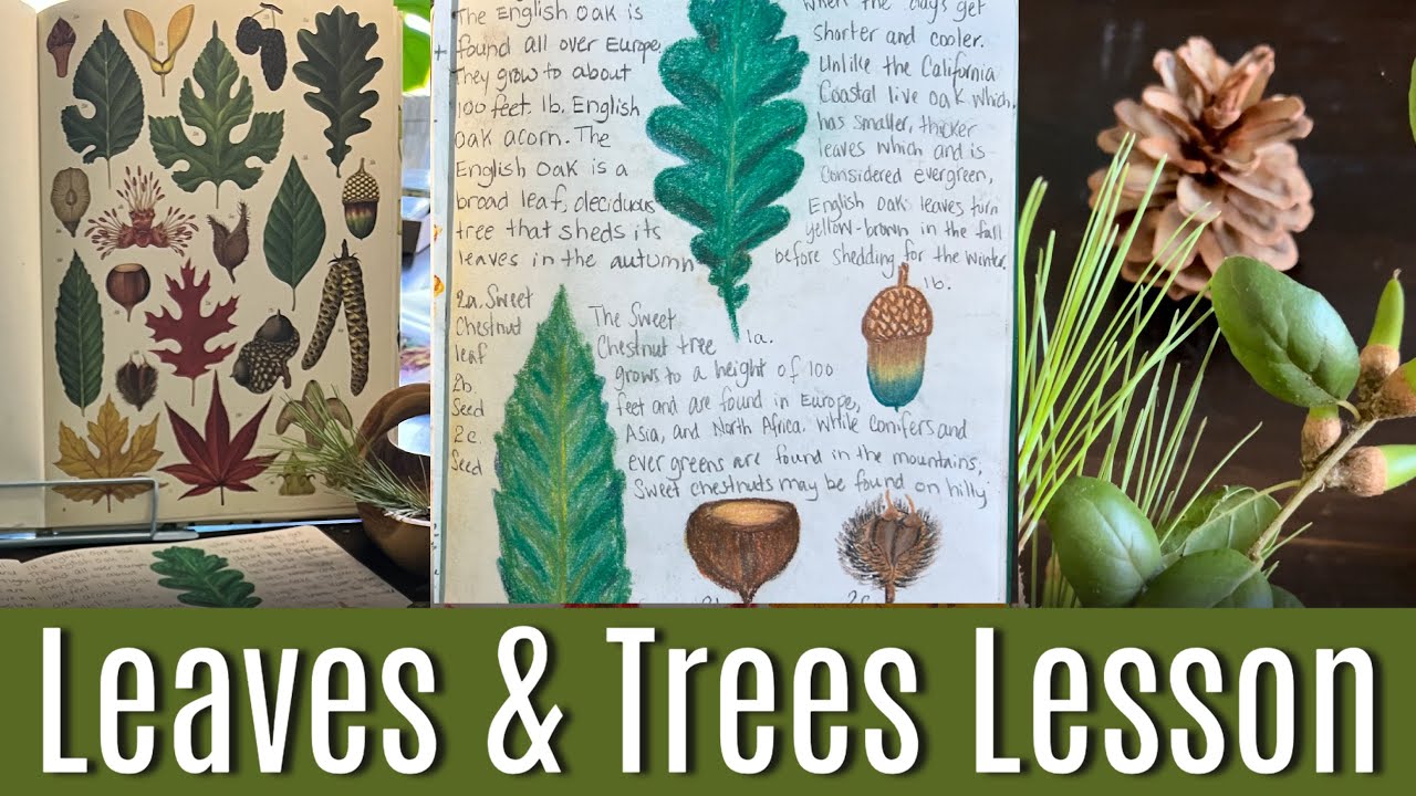 Botany Lesson | Broadleaf Deciduous Trees