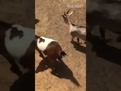 Goading Goats Goes Great! ππ€£#FailArmy #shorts