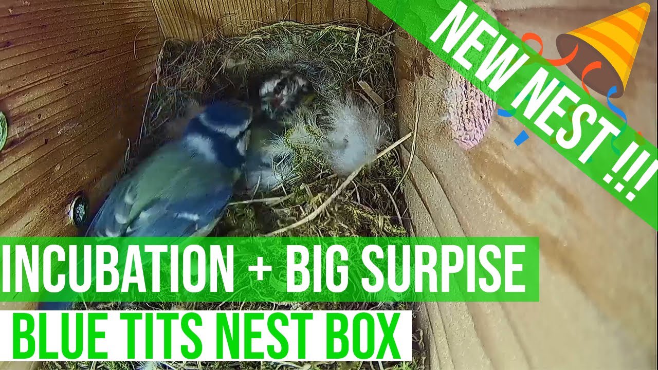 EGG INCUBATION + NEW NEST ANNOUNCEMENT - BLUE TIT NESTING