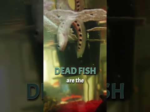 DEAD FISH are BEST Fertilizers for your Aquarium Plants- STOP using Liquid Fertilizers