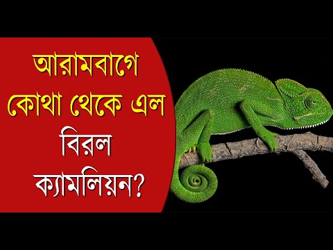 Rare: আরামবাগে কোথা থেকে এল বিরল ক্যামলিয়ন (Chameleon)?  | Bangla News