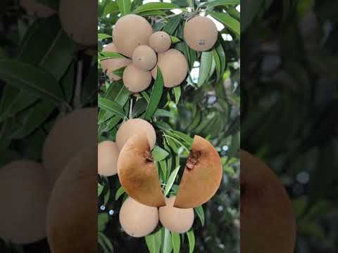 🌈Chikoo Fruit #surprise AKA #sapodilla in English #zapote in Spanish#shorts #ytshorts #shortsfeed