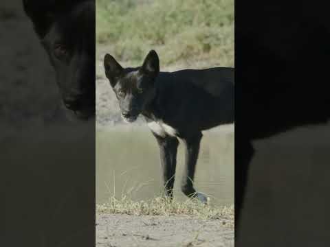 This Black Dingo is One the Last of Its Kind…