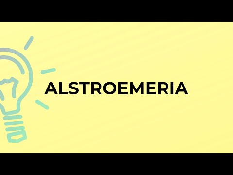 What is the meaning of the word ALSTROEMERIA?
