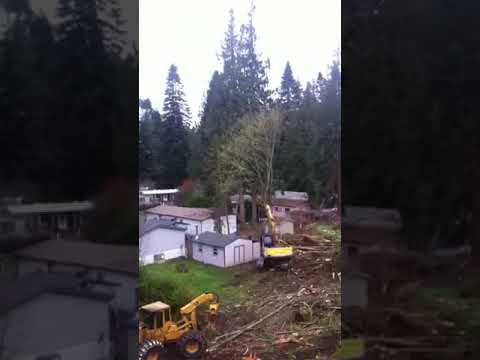 Heavy maple leaner over mobile home #logging #job #world