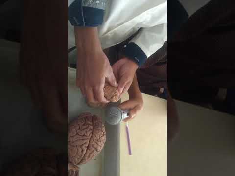 anatomy of the cerebellum part 1