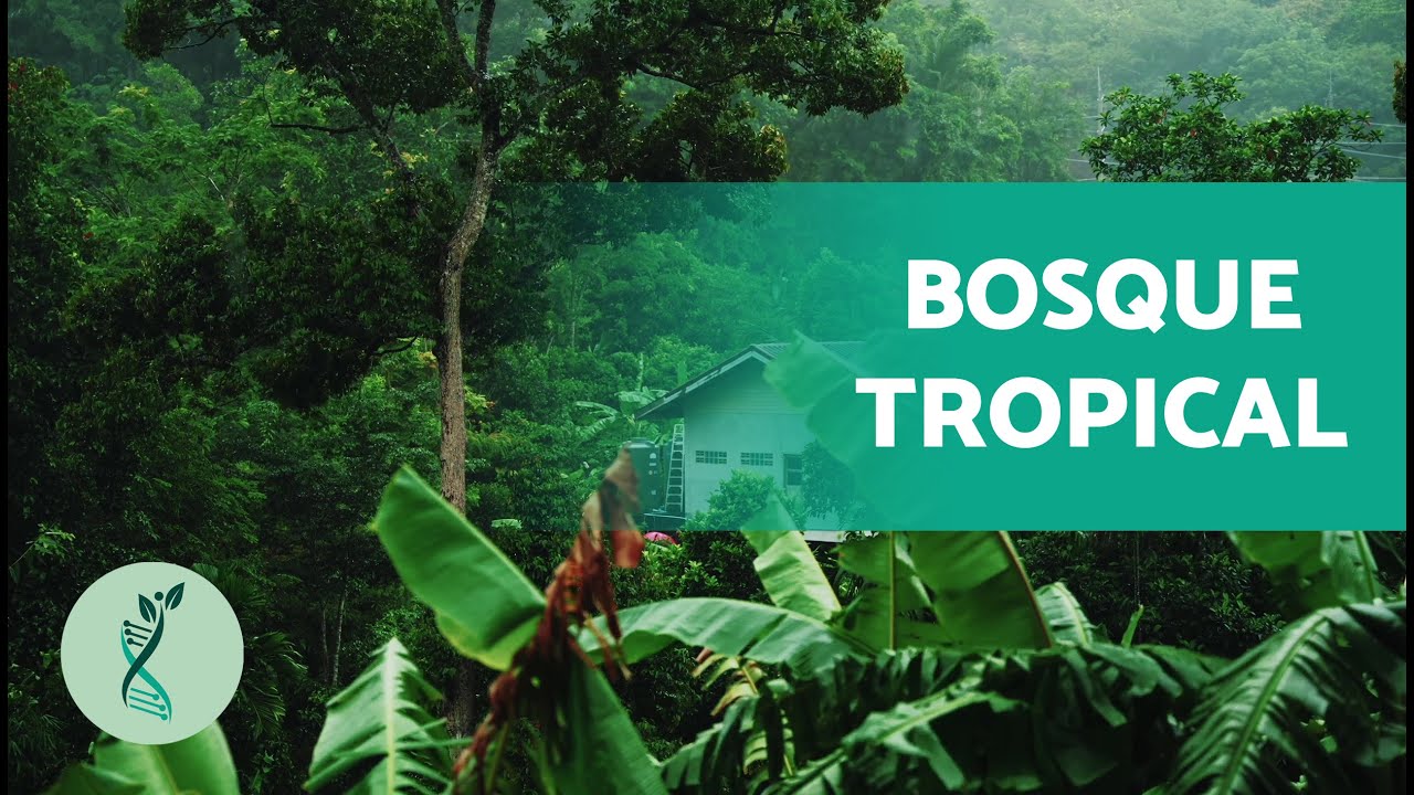 What is a TROPICAL FOREST? 🥭 (Flora and Fauna, Landscape and Climate of the Tropical Forest)