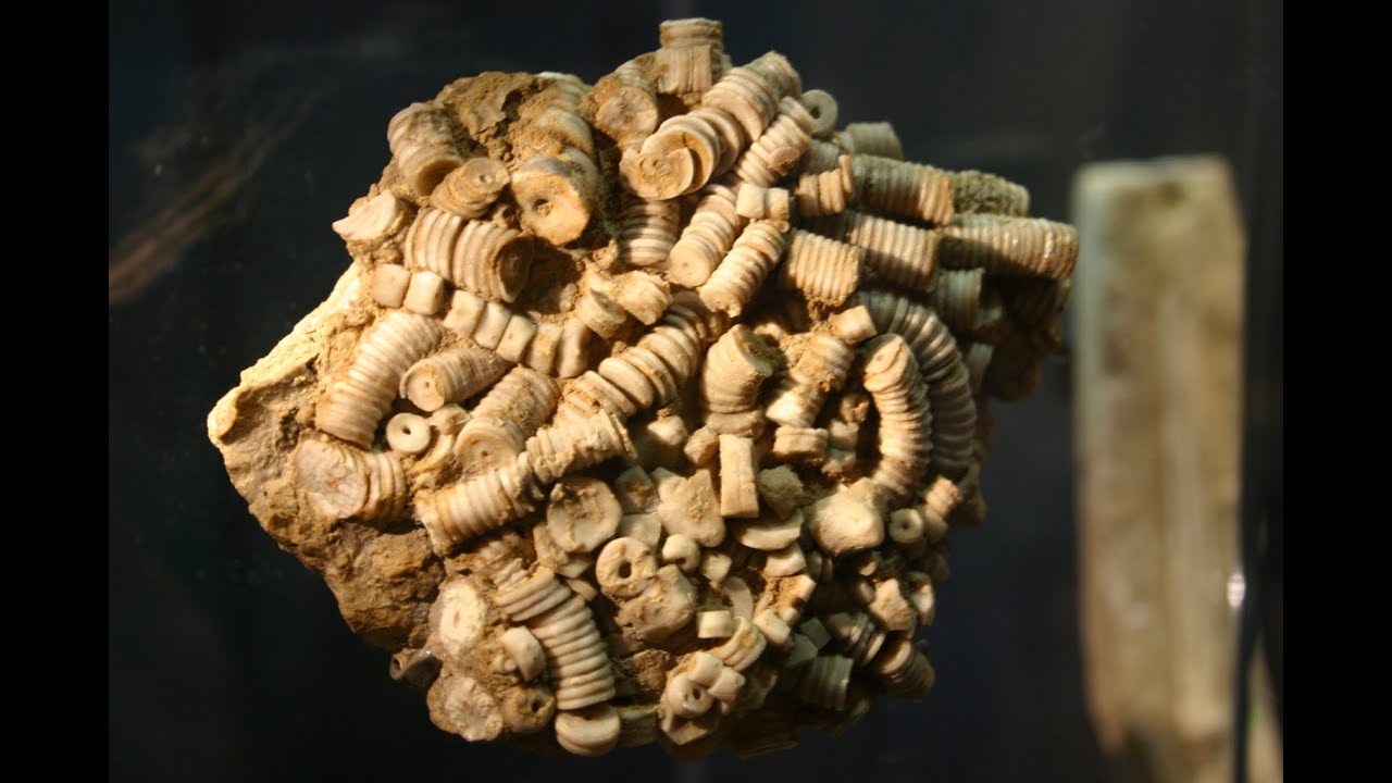 Everything About Crinoids