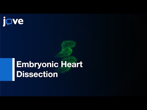 Embryonic Heart Dissection for Transcriptional Analysis | Protocol Preview
