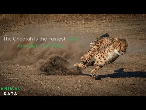 The Cheetah Is the Fastest Land Animal in the World
