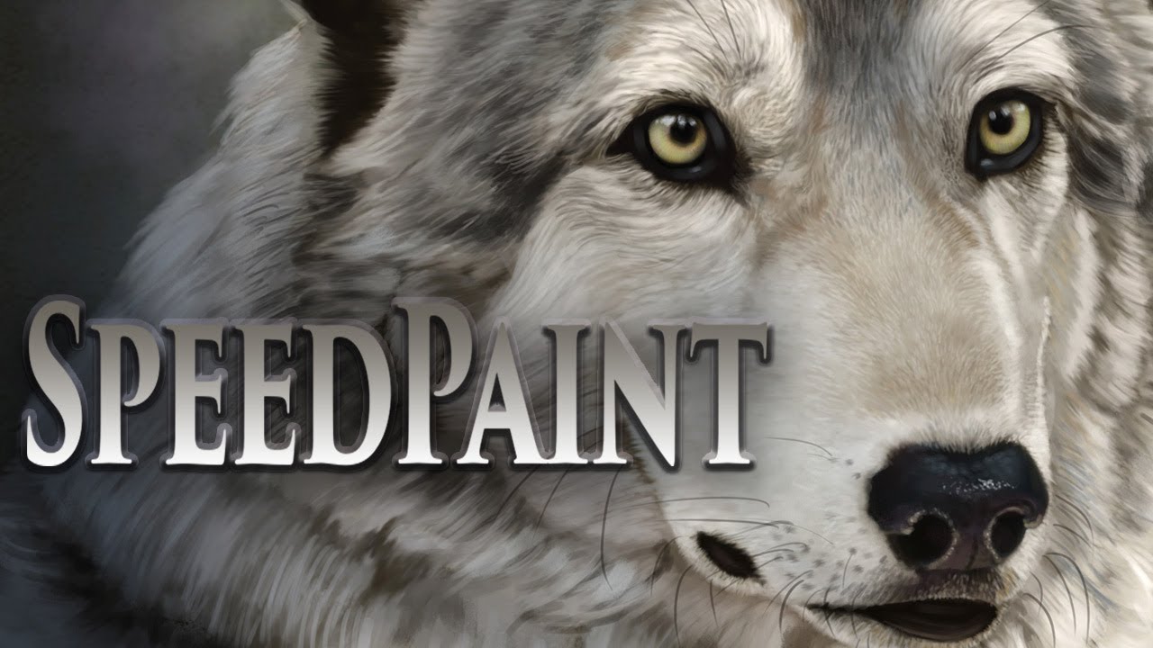 Gray Wolf Portrait [SPEEDPAINT]