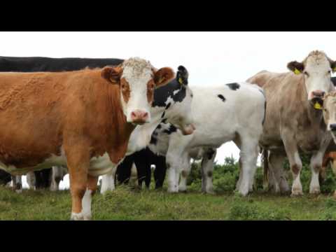 Croit Ny Bane Farm Profile Video - Shoprite Isle Of Man