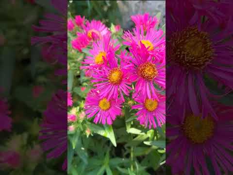 🌸 Pink asters in bloom #fallflowers 🍂