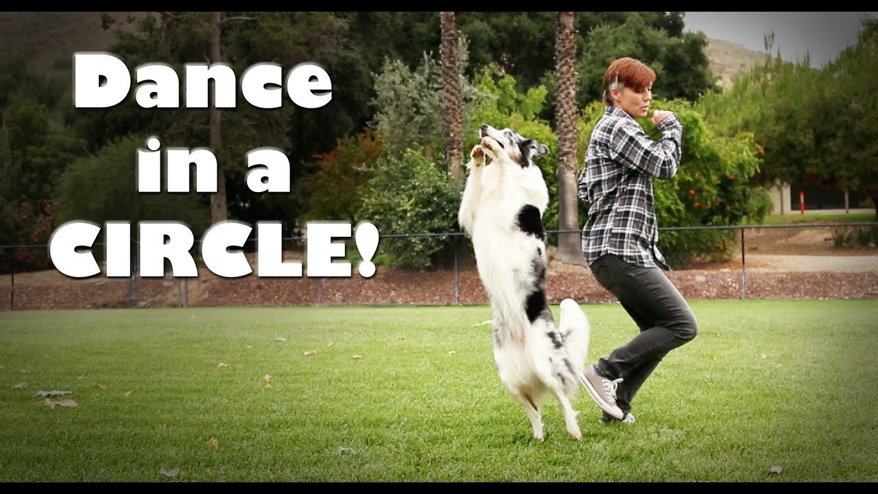 Splash's Dance Trick - Canine Freestyle Dog Tricks Tutorial