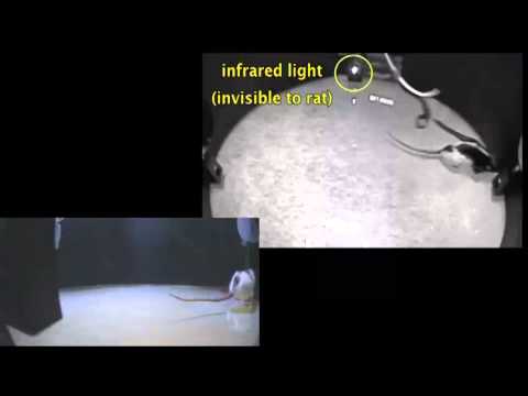 Lab rats with brain implants sense invisible infrared light | Boing Boing