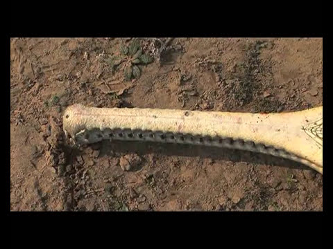 Chambal Gharial in Crisis