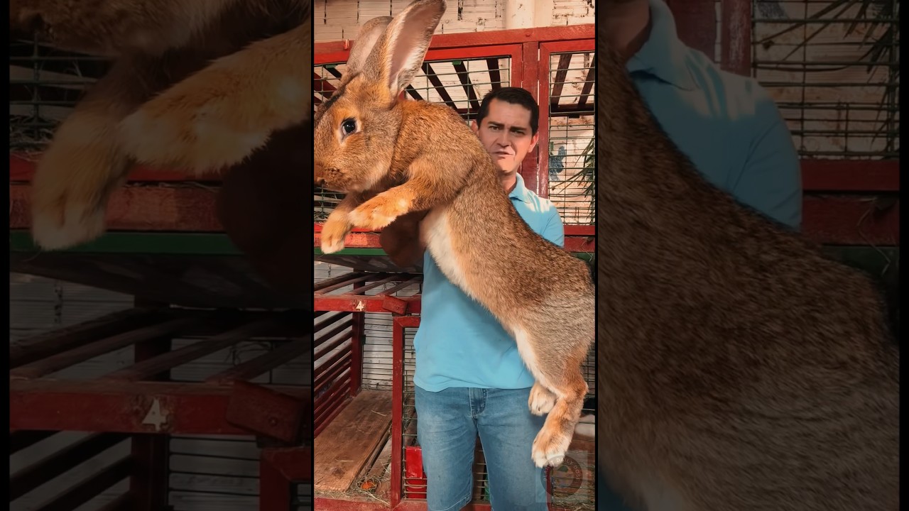The Biggest Rabbits You've Ever Seen 😲