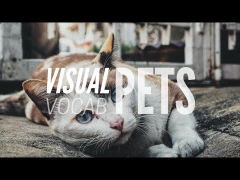 Learn English Vocabulary | Pets