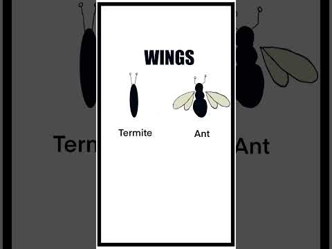 Difference Between Flying Ants and Termites In 3 Easy Steps! #termites #shorts #termites #ants #pest