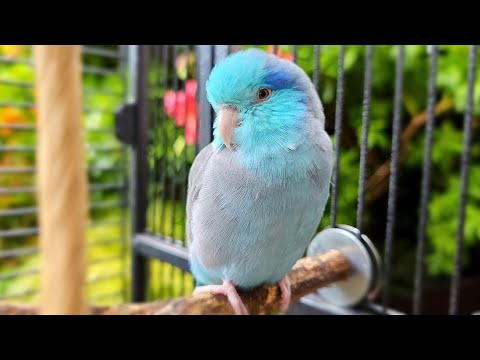 Parrot TV 🦜🌺 Singing Birds & Nature Sounds 📺 Parrotlet Bird Sounds 🌴