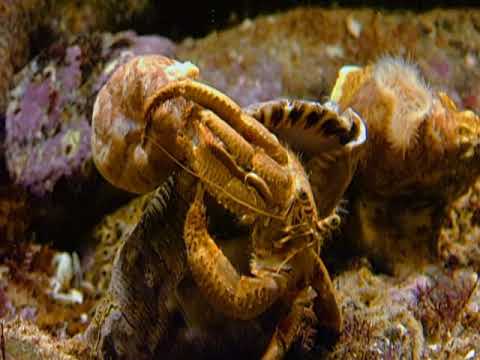 Animals Did It First - Season 1 Episode 2 | Full Documentary
