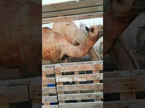 Desert Oasis Petting Farm Dubai| Short Video