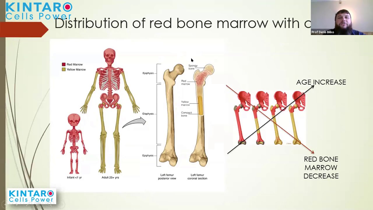 Basic principles of mesenchymal stem cell biology and their potential for clinical applications