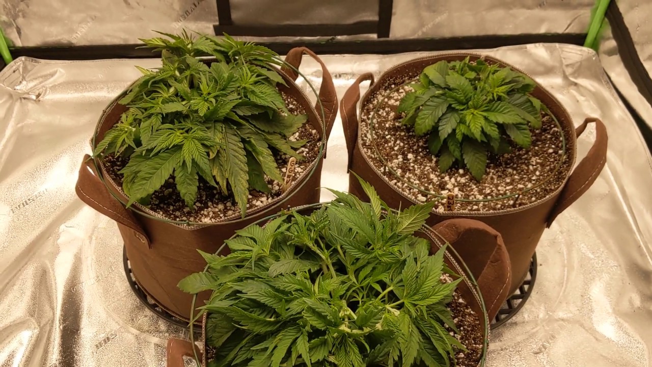 Week 3 of Veg!!! Cannabis Grow Tent Update Grow Guide
