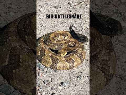 NO RATTLE?! 🤯😱 WATCH YOUR STEP! #snake #rattlesnake #outdoors #camping #hiking