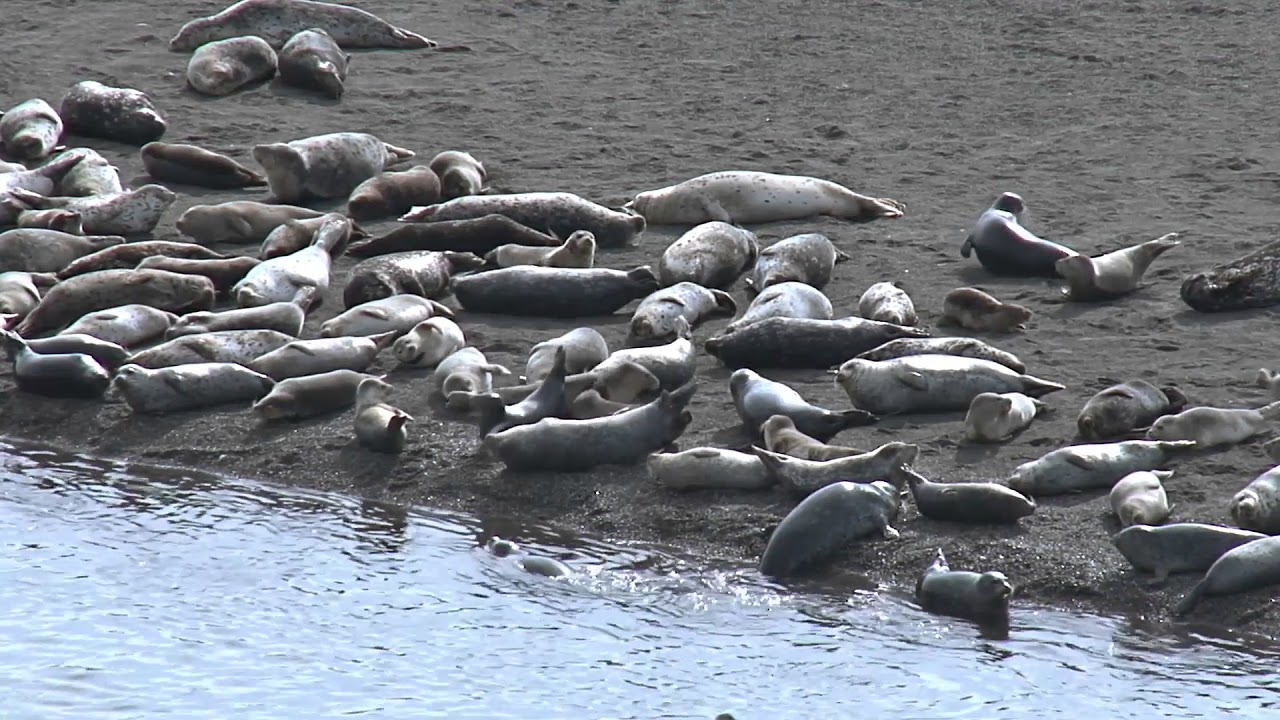 Majestic Animals — Harbor Seals