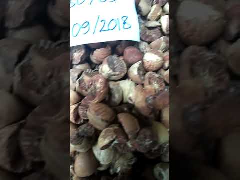 Indonesian Betel nut Split 80/85%