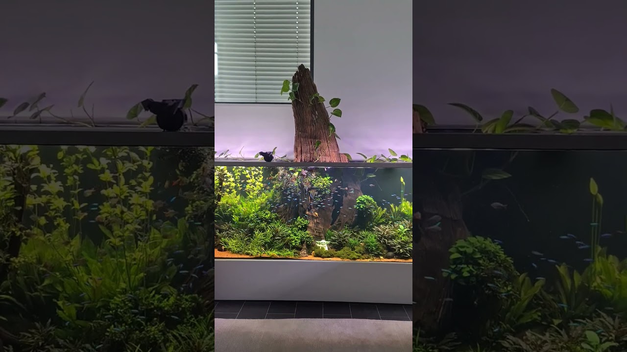 5000 + 2000 liter office aquarium at Jöst Aquaristic #shorts