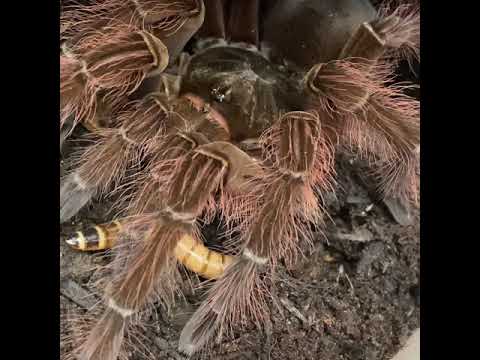Goliath birdeater Theraphosa blondi #shorts
