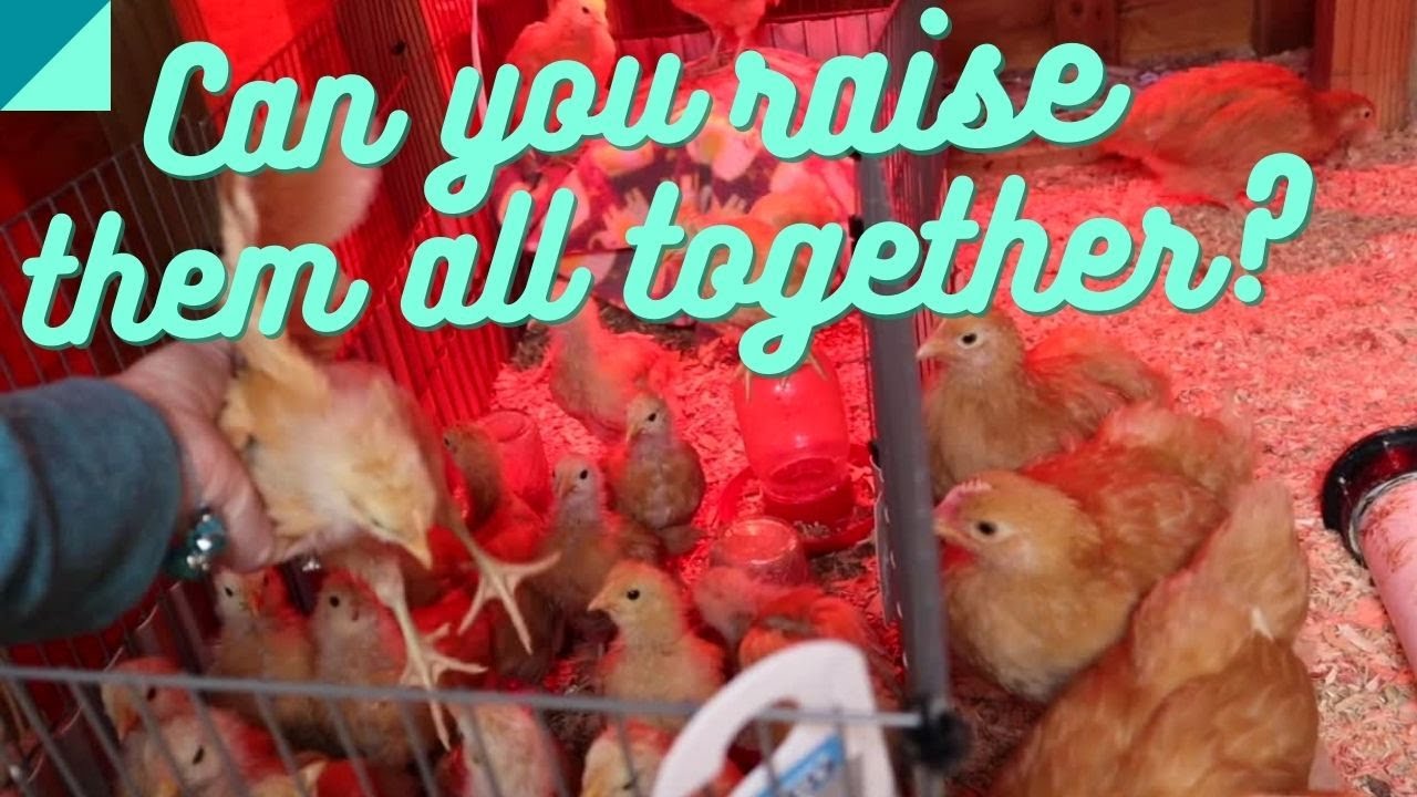 Can you raise chicks of different ages together?