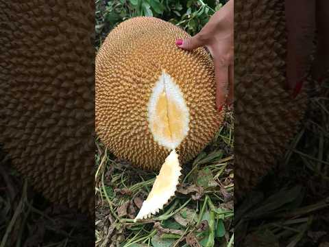 Cek buah nangka #shortsviral