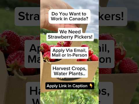 LMIA Strawberry Picker Job in Canada