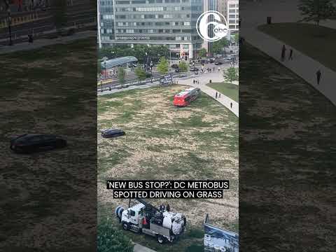 'New bus stop?': DC Metrobus spotted driving on grass