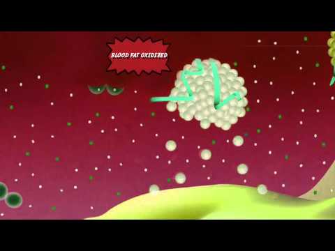 ‘Cleaner’ protein protects against atherosclerosis
