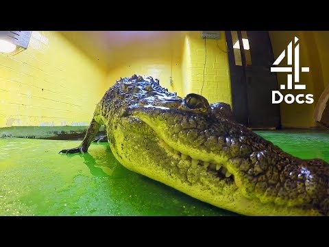 What Happens to Animals Travelling By Plane??