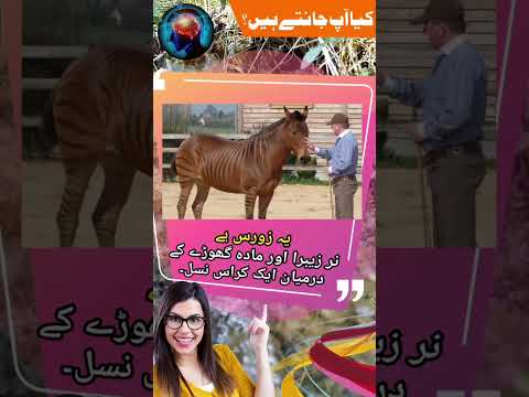 a horse گھوڑا #shorts #urdu #animals #science #2023 #sciencenama #Urdu_info #urdu_science #urdu