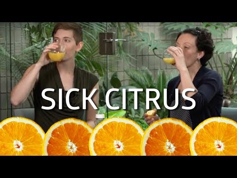 Citrus greening disease!