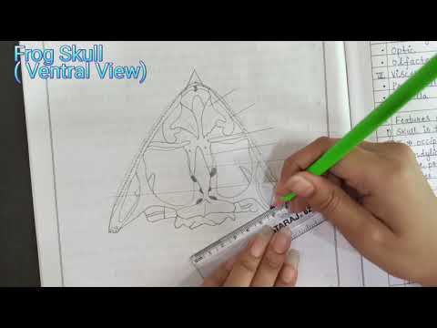 Diagrams Of Frog Skull | Pectoral Girdle and Sternum | Pelvic Girdle Of Frog | Zoology Practical