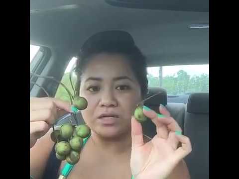 Puerto Rico: Eating Quenepas (aka, Spanish Limes in English)