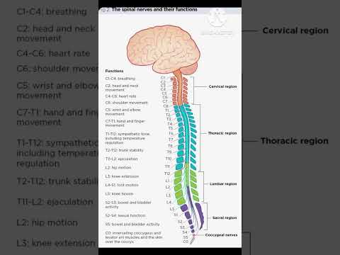 The spinal nerves and their functions #youtubeshorts #youtube #biology #neet