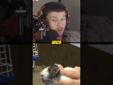 Taking a Rat to the Vet!