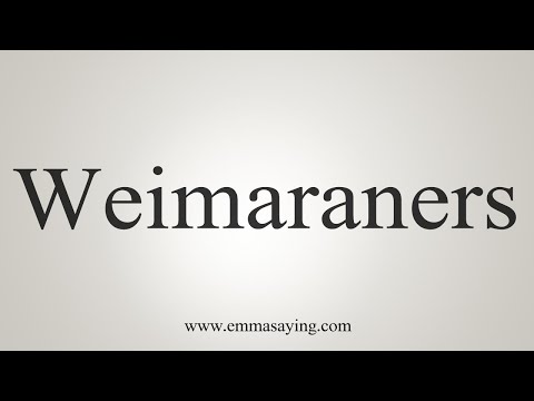 How To Say Weimaraners