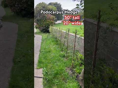 How long did it take for your Podocarpus to grow a hedge? #podacarpus #hedge #gardening