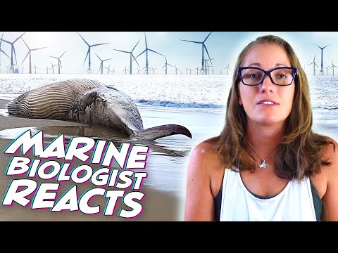 Windmills and Whales! A Marine Biologist Reveals the Truth