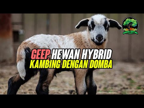Geep, Hewan Hybrid Kambing dengan Domba